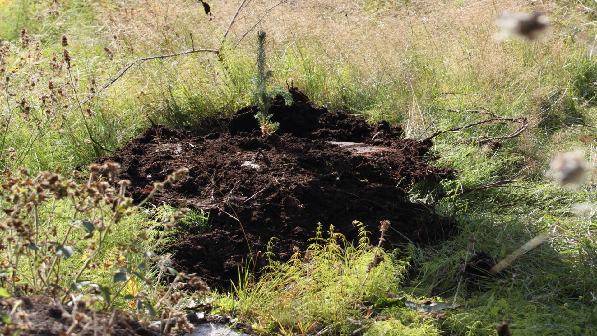 Agriculture/Forestry - Fassi Group